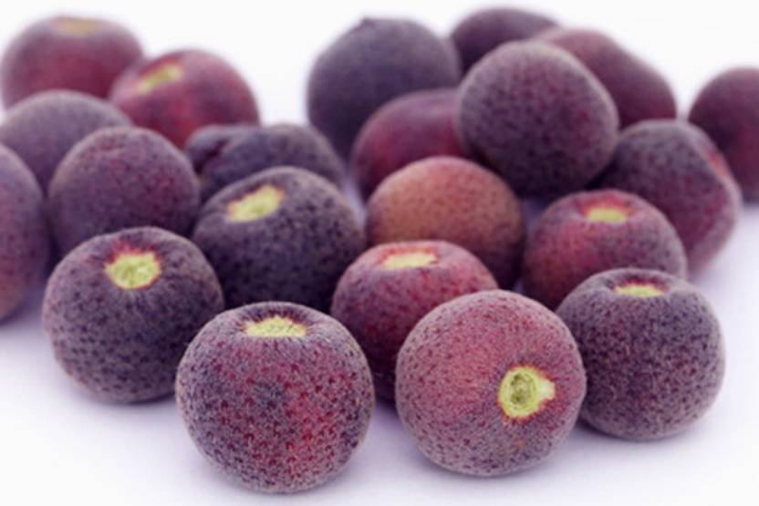 First Crop Phalsa Fruit Tree Seeds Grewia Asiatica Seed Price in India ...