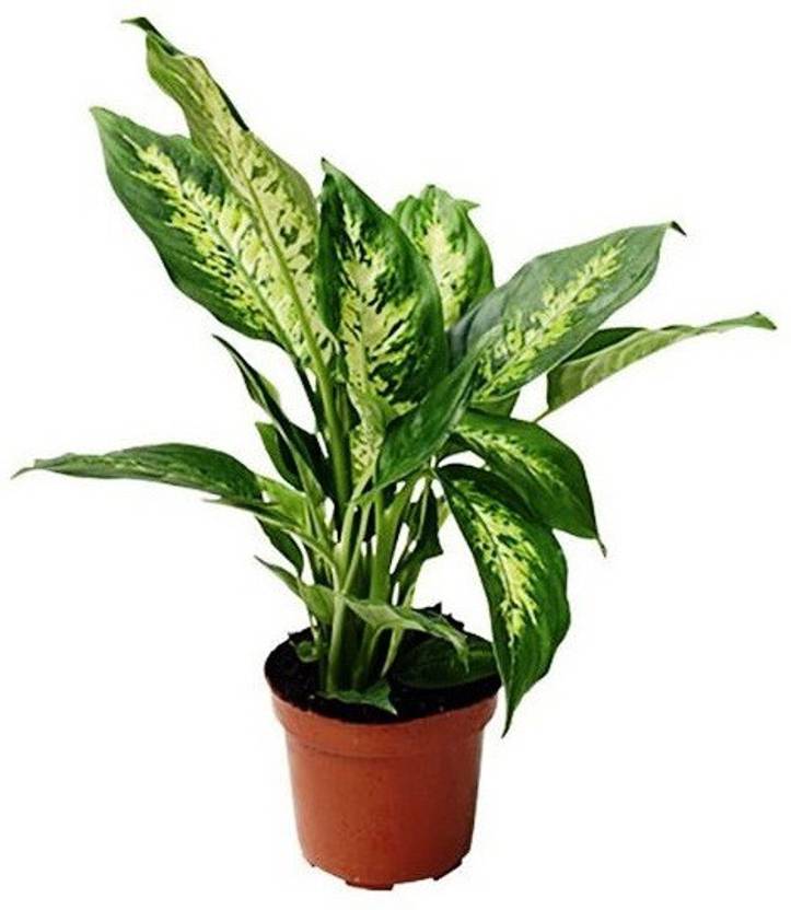 NV Live Diffen/Diffen Pandia Decorative Plant With Pot - Ornamental ...