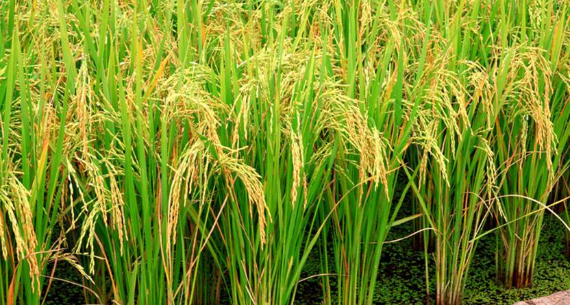 Green World PUSA BASMATI - 1121 VARIETY 2 KG SEEDS Seed Price in India ...