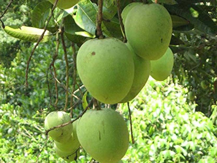 Trothic Gardens Rare Mango Fruit 1 Grafted Live Plant - Variety ...