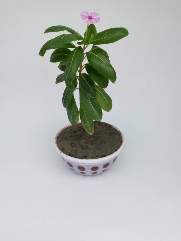 durja Nayantara Tree Price in India - Buy durja Nayantara Tree online ...