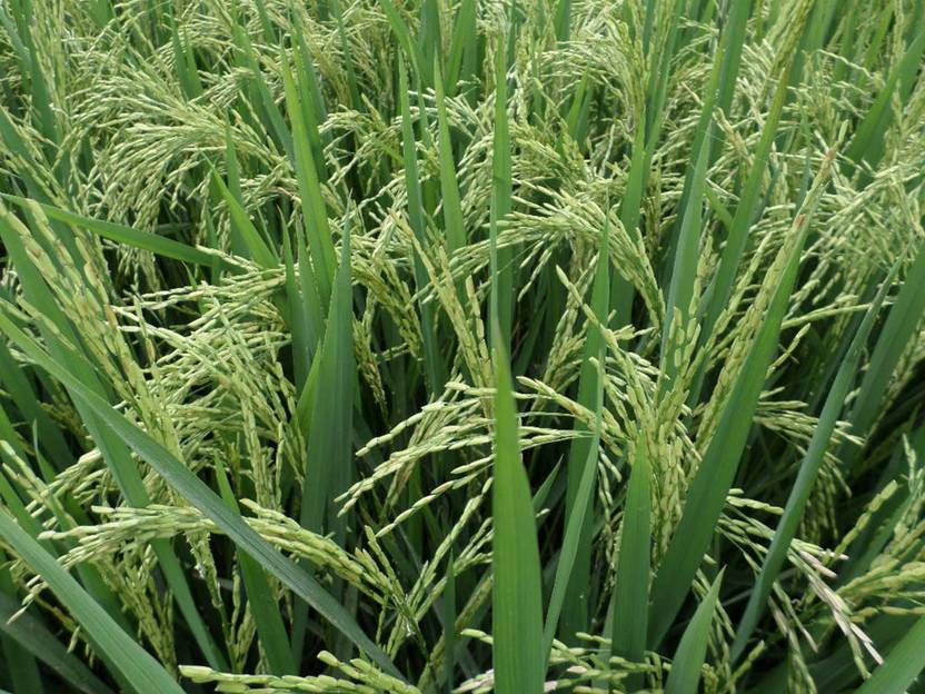 Green World PUSA BASMATI - 1718 VARIETY PADDY / RICE 2 KG SEEDS Seed ...