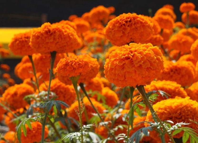 Green World PUSA NARANGI ORANGE MARIGOLD/ GENDA SEEDS ( 200 SEEDS ...