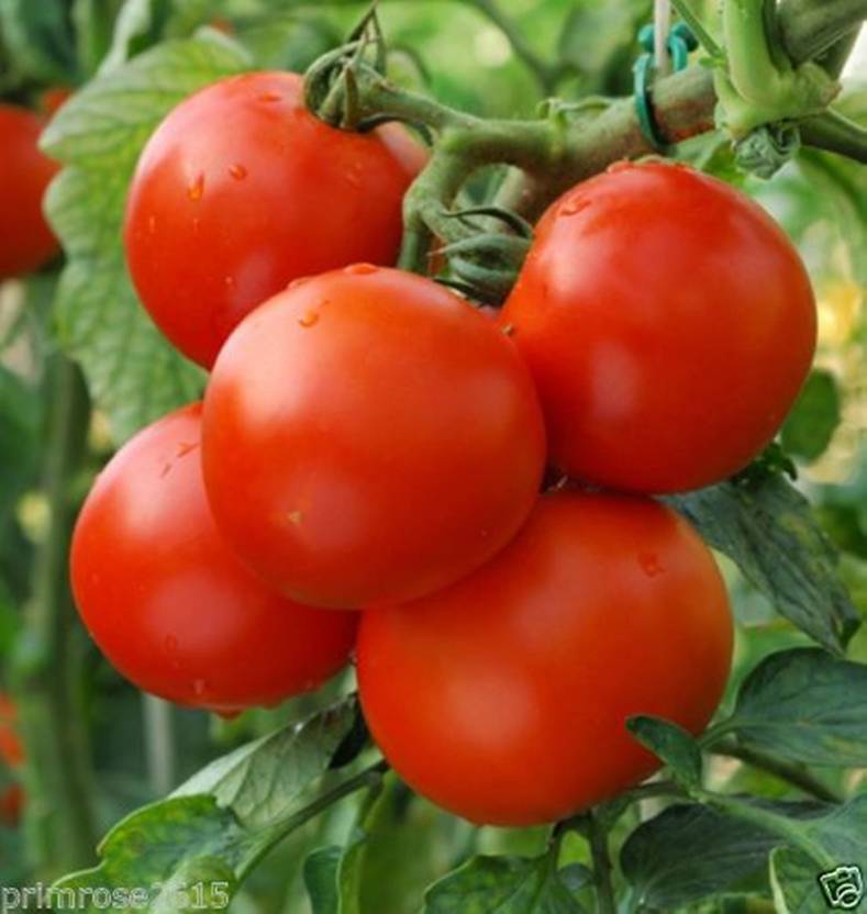 PEARL ARKA RAKSHAK F1 HYBRID TOMATO 10 GRAMS SEEDS Seed Price in India ...