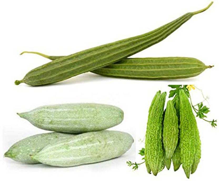 Trothic Gardens Ridge gourd, Snake gourd and Bitter Gourd Seeds (10 ...
