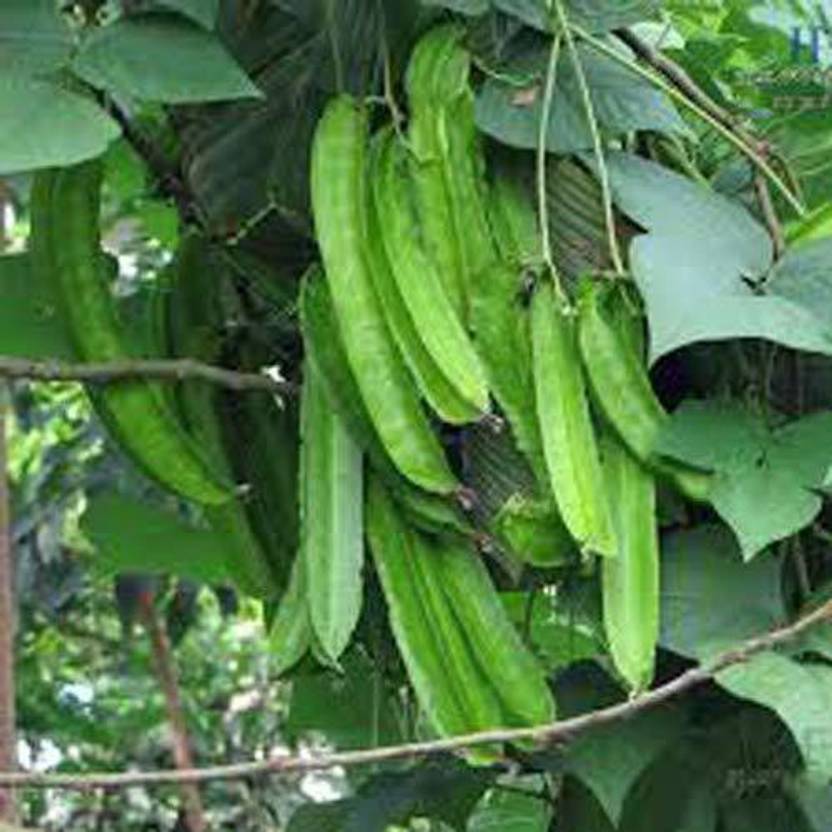 Trothic Gardens Winged Bean Seeds: [Chathura Payar,Asparagus Pea,Rarest ...