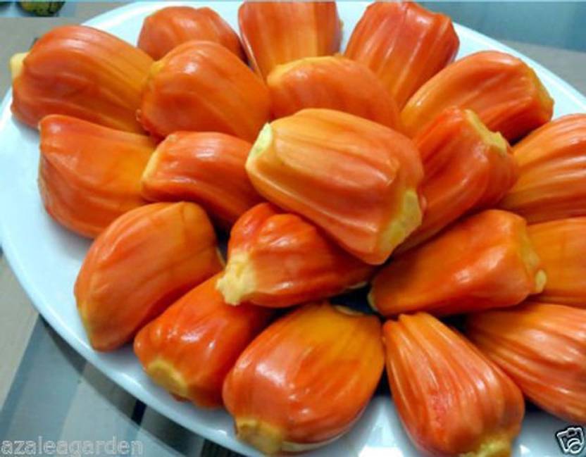 Trothic Gardens Rare Red Flesh Jack fruit" Sindoor Varikka" Super Tasty ...