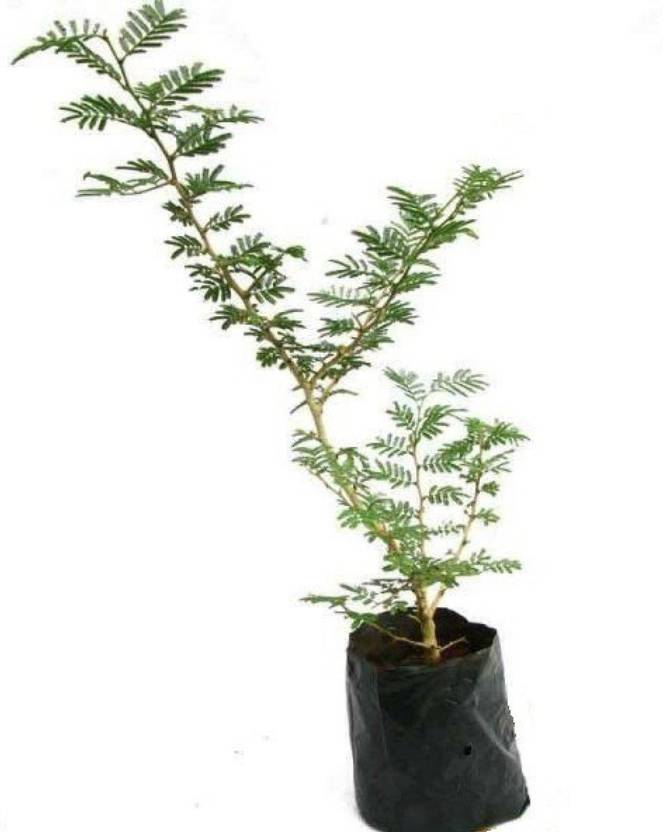 Puspita Prosopis Cineraria, Shami Tree, Vanni Maram, Banni Mara, Jammi ...