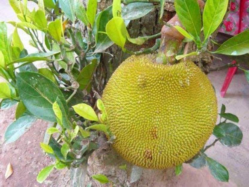 Trothic Gardens Dwarf Rare Jack Fruit Rare Red Flesh Sindoor Varikka ...