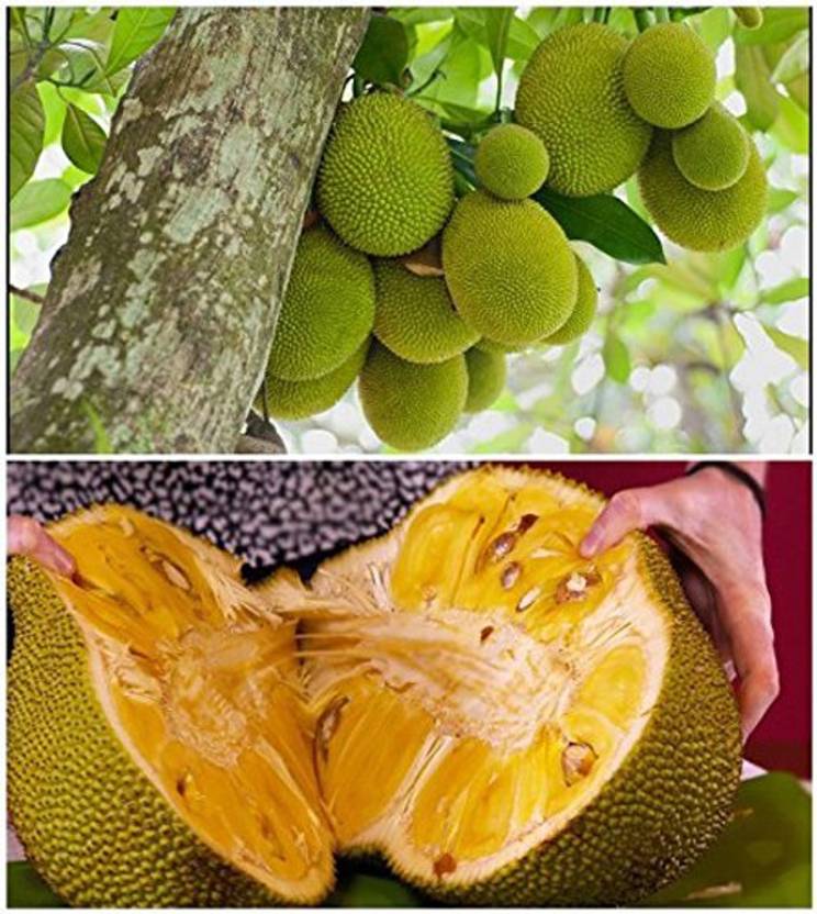 Trothic Gardens Tropical Fruit Live Plant Dwarf Rare" MUTTOM VARIKKA ...