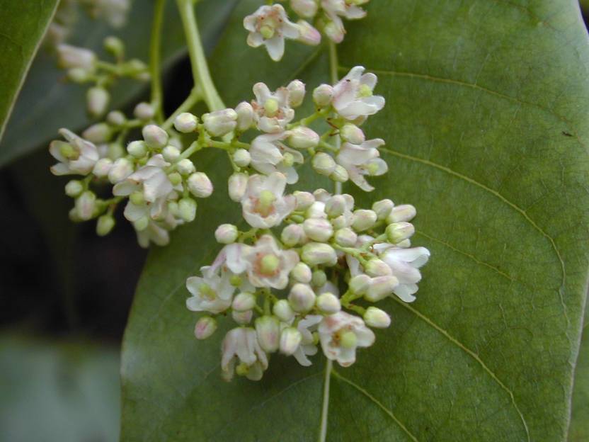 SHOP 360 GARDEN Cedrela Toona, Indian Cedar, Australian red cedar or ...