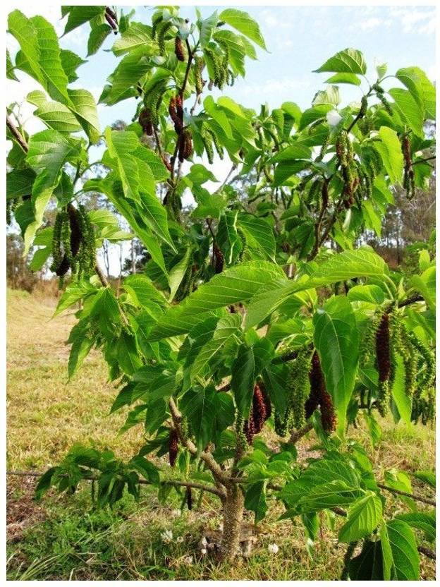 MODERN PLANT Shahtoot/Mulberry Plant Price in India - Buy MODERN PLANT ...