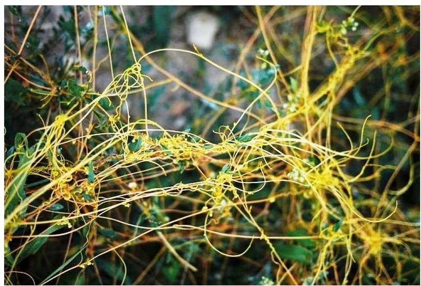 MODERN PLANT Amar Bel - Medicinal Plant Seed Price in India - Buy ...