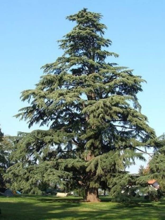 SHOP 360 GARDEN Cedrus Deodara / Devdar / Himalayan cedar / Deodar ...
