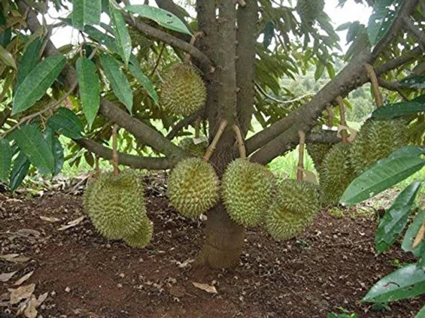 Trothic Gardens Dwarf Durian Fruit Plant Durio zibethinus 1 Healthy ...