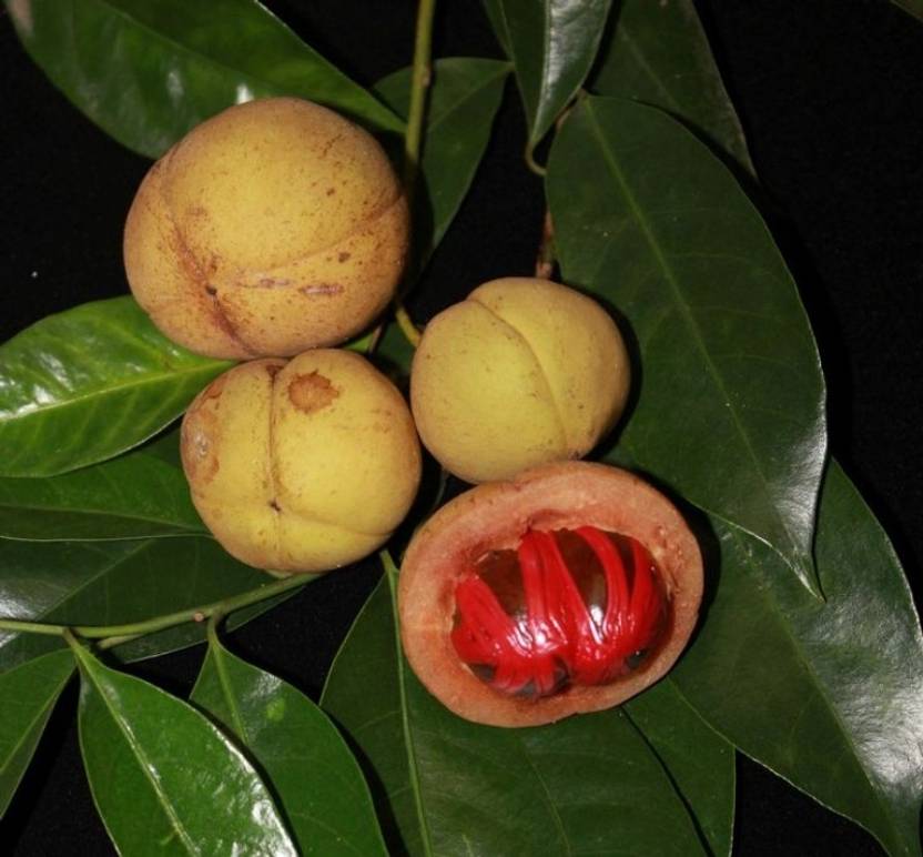 SHOP 360 GARDEN Spice Tree Seeds - Myristica fragrans, Nutmeg, Mace ...