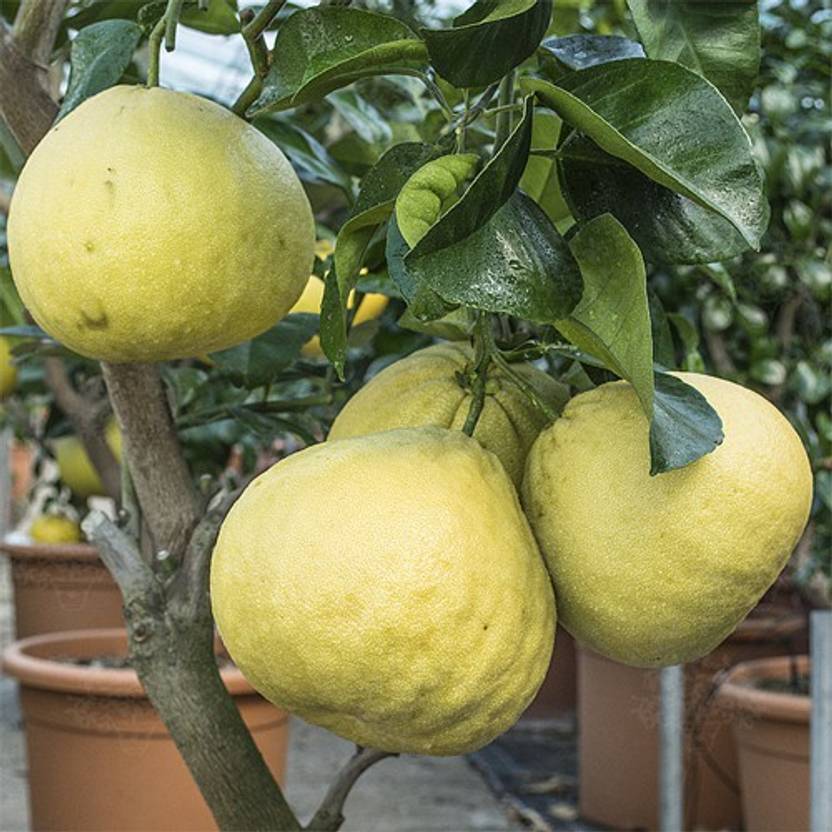 Trothic Gardens Rare Grafted Sweet Pomelo Citrus" KAMBILI NARANGA ...