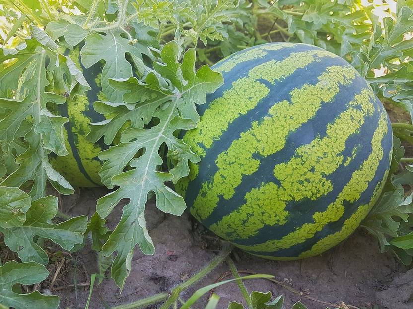 Open Garden Watermelon Tarbuj Fruit Seeds for Home Gardening 40 Seeds ...