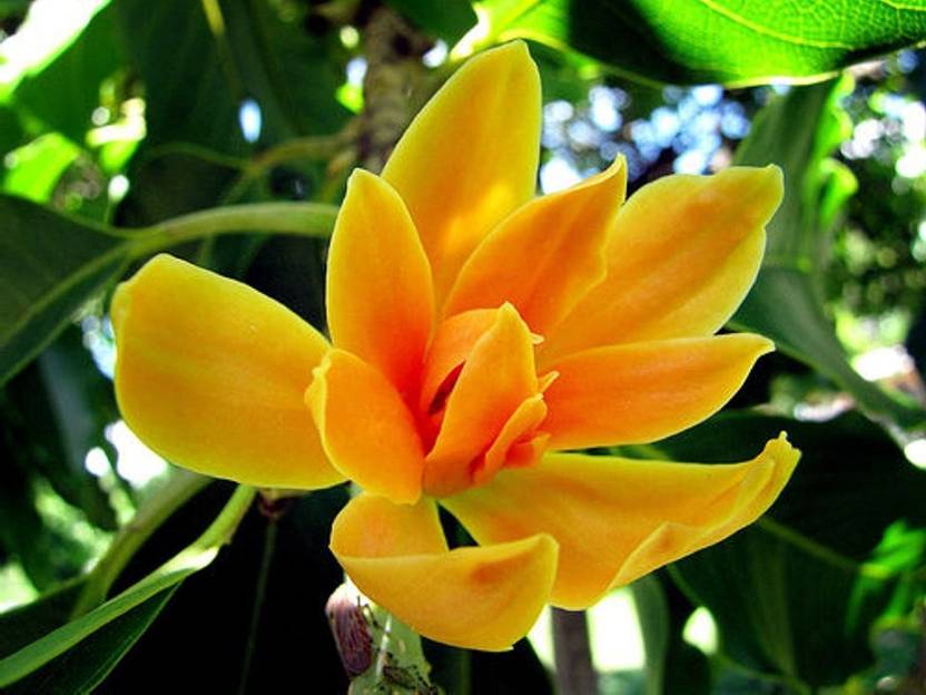 SHOP 360 GARDEN RARE ORANGE MICHELIA CHAMPACA / SON CHAMPA / CHAMPA ...
