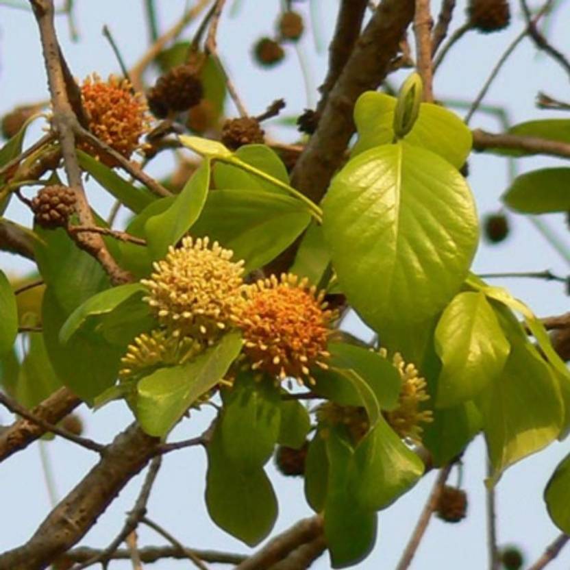 SHOP 360 GARDEN Mitragyna parvifolia, Kaim, True Kadamb Tree Seeds For ...