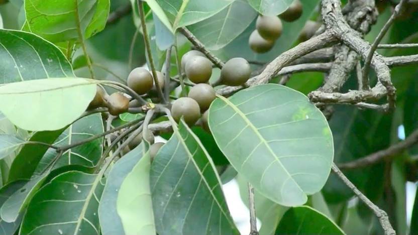 Green World BAHEDA / BAHERA / TERMINALIA BELLIRICA TREE SEEDS ( 5 GMS ...