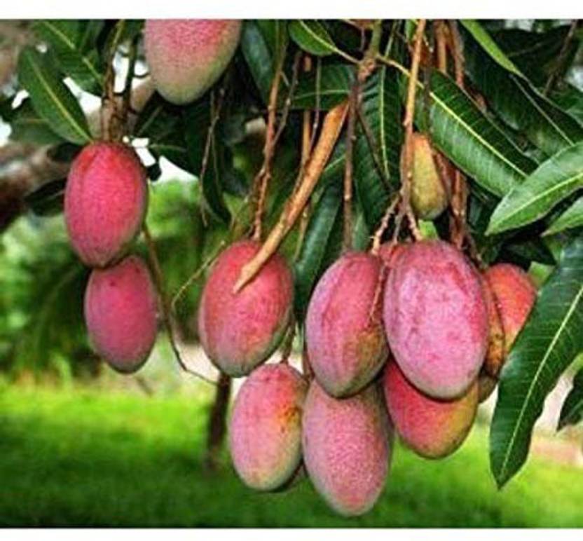 Trothic Gardens Live Plant Neelum Mango Neelam Tasty Variety Grafted ...