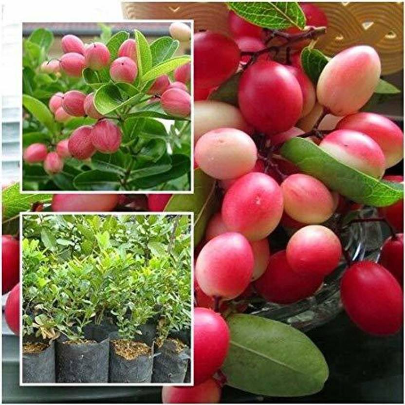 Trothic Gardens Live Plant Sweet Cherry (Carissa Carandas) Karonda ...