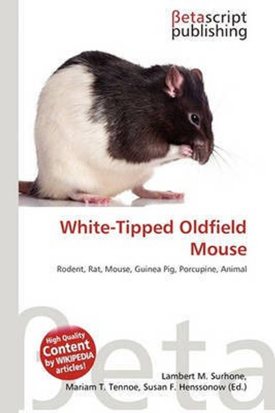 White-Tipped Oldfield Mouse: Buy White-Tipped Oldfield Mouse by unknown ...