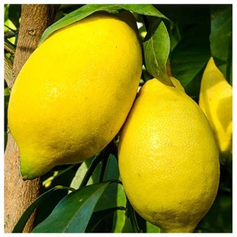 MODERN PLANT Lemon Plant Price in India - Buy MODERN PLANT Lemon Plant ...