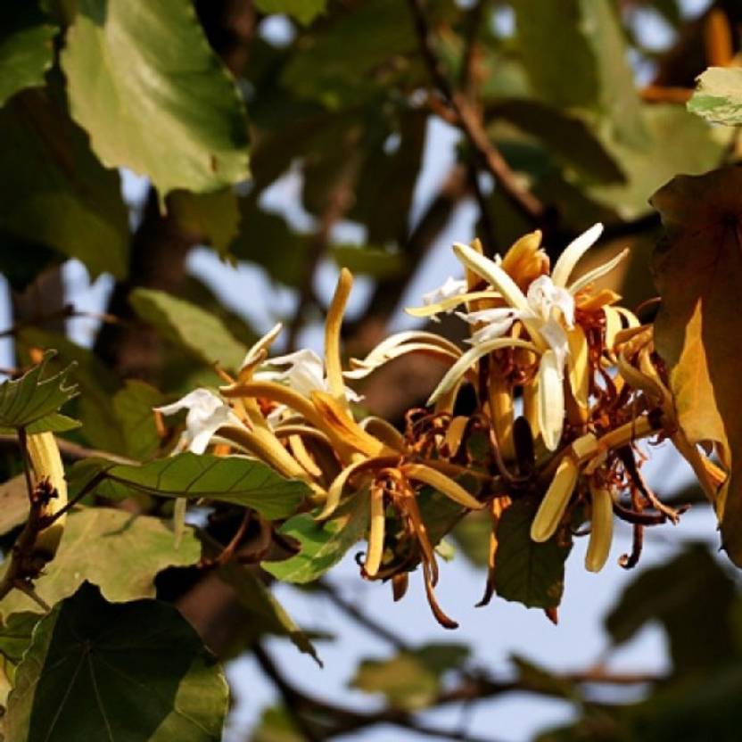 SHOP 360 GARDEN Pterospermum acerifolium, Bayur tree, Karnikara tree ...