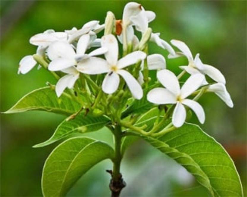 SHOP 360 GARDEN Holarrhena antidysenterica, Indrajav, Katuja, Indrajao ...