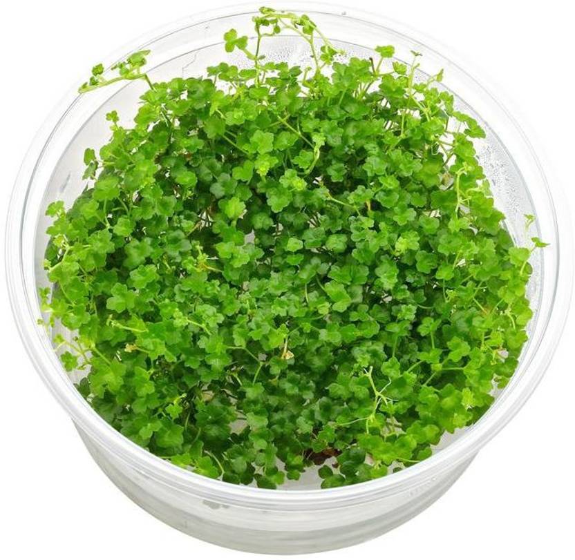 Aquanature Tissue Culture Hydrocotyle Tripartita Mini Carpet Plants ...