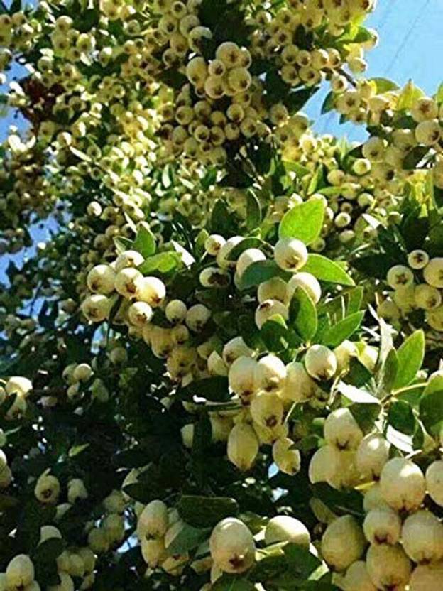 Trothic Gardens Live Chinese Guava/Amrud/Amrood Fruit Plant (1 Healthy ...