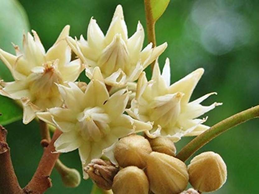 SHOP 360 GARDEN Bakul / Mimusops Elengi Wood / Elanji / Bullet Wood ...