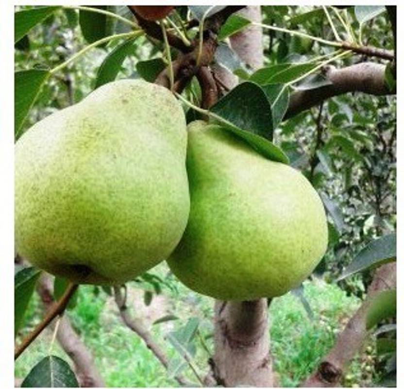 MODERN PLANT Live Babugosha/ Pear Fruit Outdoor Plant With Pot - Fruit ...