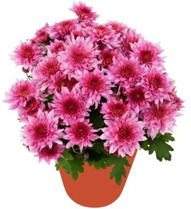 MODERN PLANT Chrysanthemums/ Guldavari Plant Price in India - Buy ...
