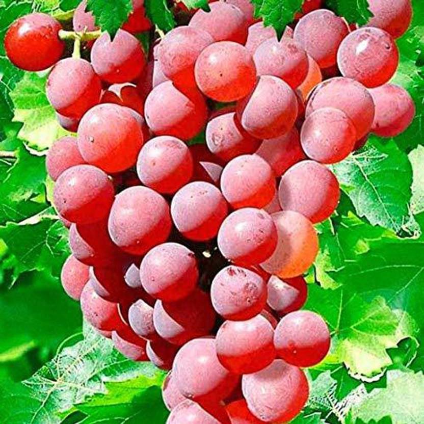 Trothic Gardens Rare Grape Vanessa Red Seedless Fruit Healthy Live ...