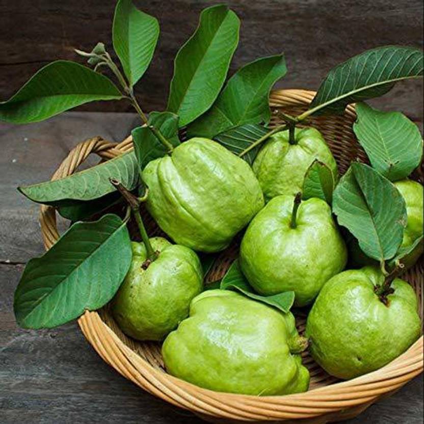 Trothic Gardens Seedless Honey Guava Fruit Plant - Thailand Variety (1 ...