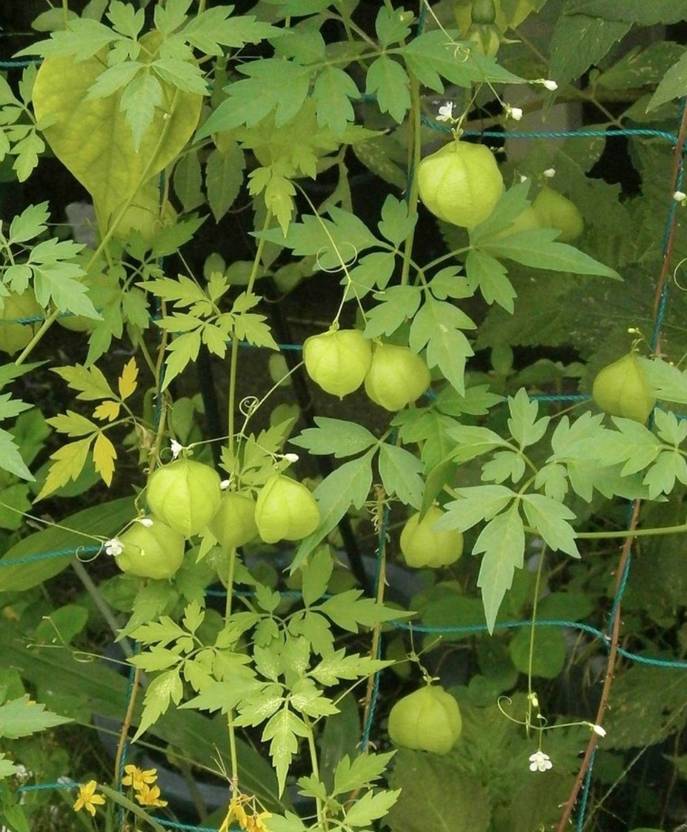 SHOP 360 GARDEN KHANPHATA / MUDAKATHAN KEERAI / BALLOON VINE ...