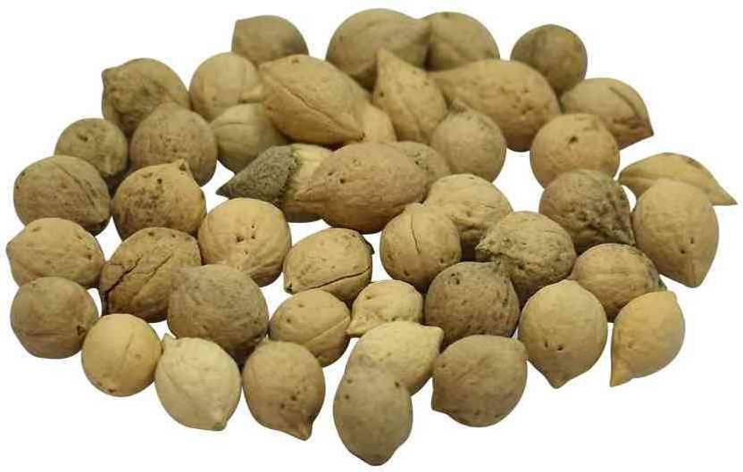 Go Raw PUTRAJEEVAK BEEJ - JIYA POTA SEEDS - PUTRA JIVAK BEEJ - PUTRA ...