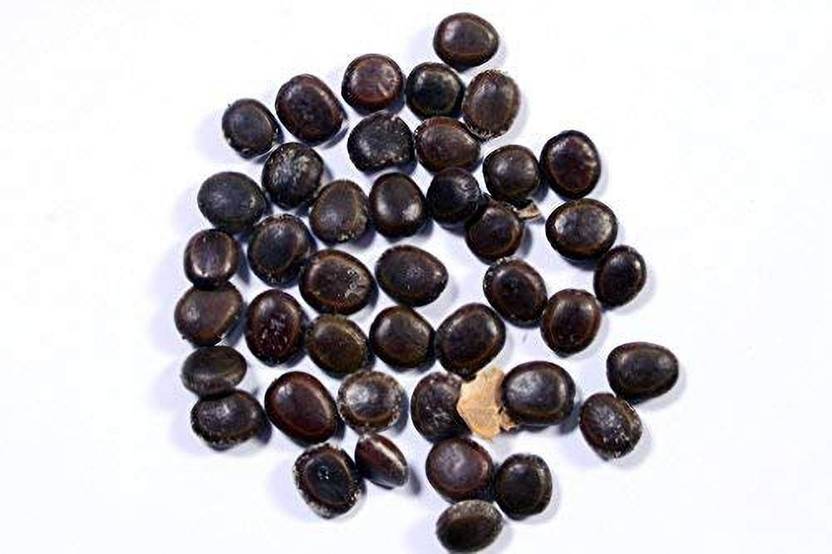 Ravel Acacia Nilotica / Desi Babool Seed 3000 per Pack Seed Price in ...