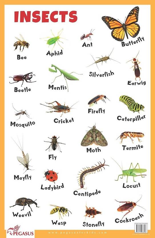 Insects Educational Chart: Buy Insects Educational Chart by pegasus at ...