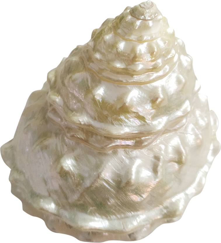 Jewelswonder 100 % Original Moti Shankha Sea Inside Shankh Decorative ...