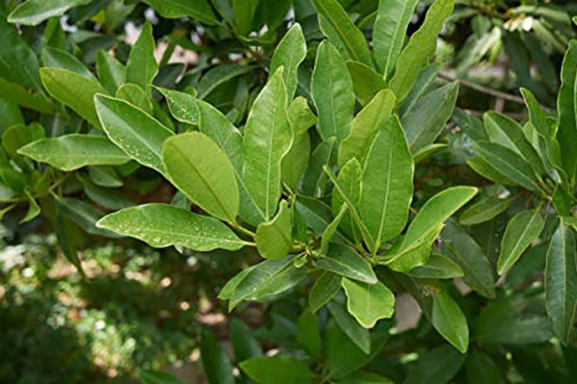 LushGreen Pilkhan Plant Price in India - Buy LushGreen Pilkhan Plant ...