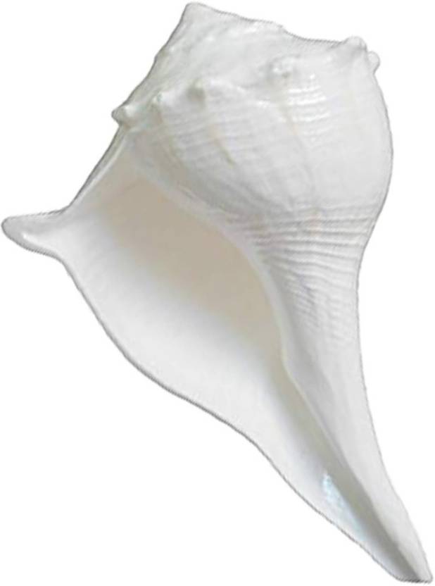 Divya Mantra Original Natural Pure Traditional Dakshinavarti 3 Inch ...