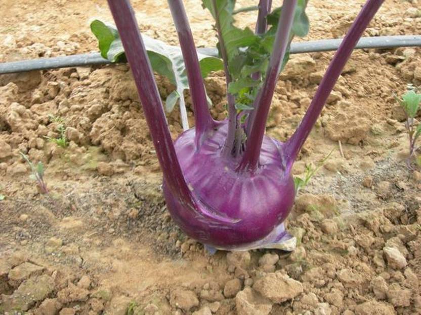 XOLDA Hybrid Knol-khol purple Seed Price in India - Buy XOLDA Hybrid ...