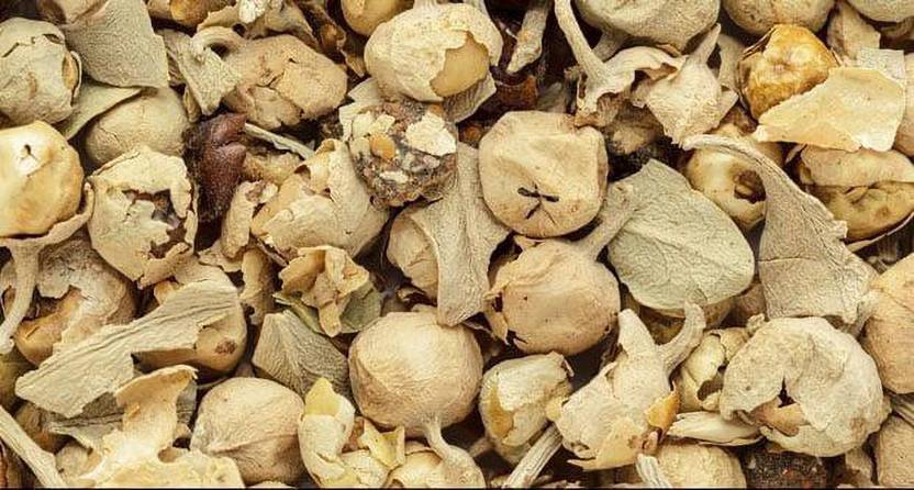 Nature Green PANEER DODI, PANEER DODA, PANEER FRUIT, PANEER PHAL ...