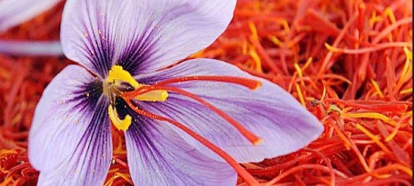 kotaliya saffron (kesar) Seed Price in India - Buy kotaliya saffron ...