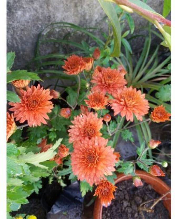 MorningVale Chrysanthemums/ Guldavari Plant Price in India - Buy ...