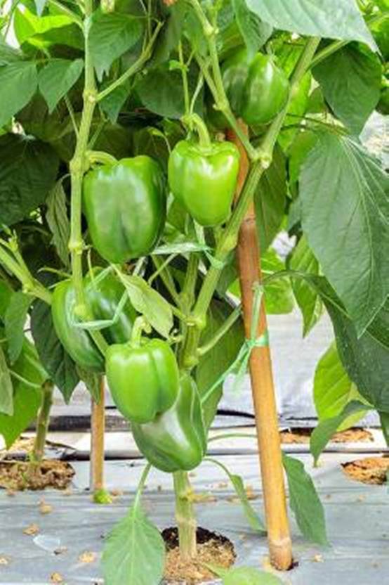 PREMIER PLANTS Capsicum /Bell Pepper/Simla Mirch Seed Price in India ...